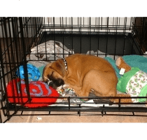 How To Crate Train Your Dog